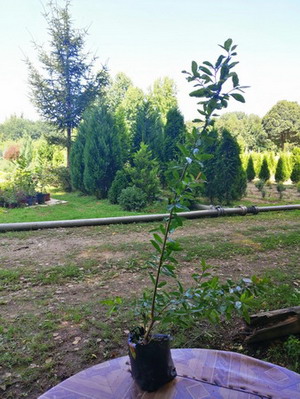 КОЛУБАРА УСЛУГЕ: ПОЧЕТНА